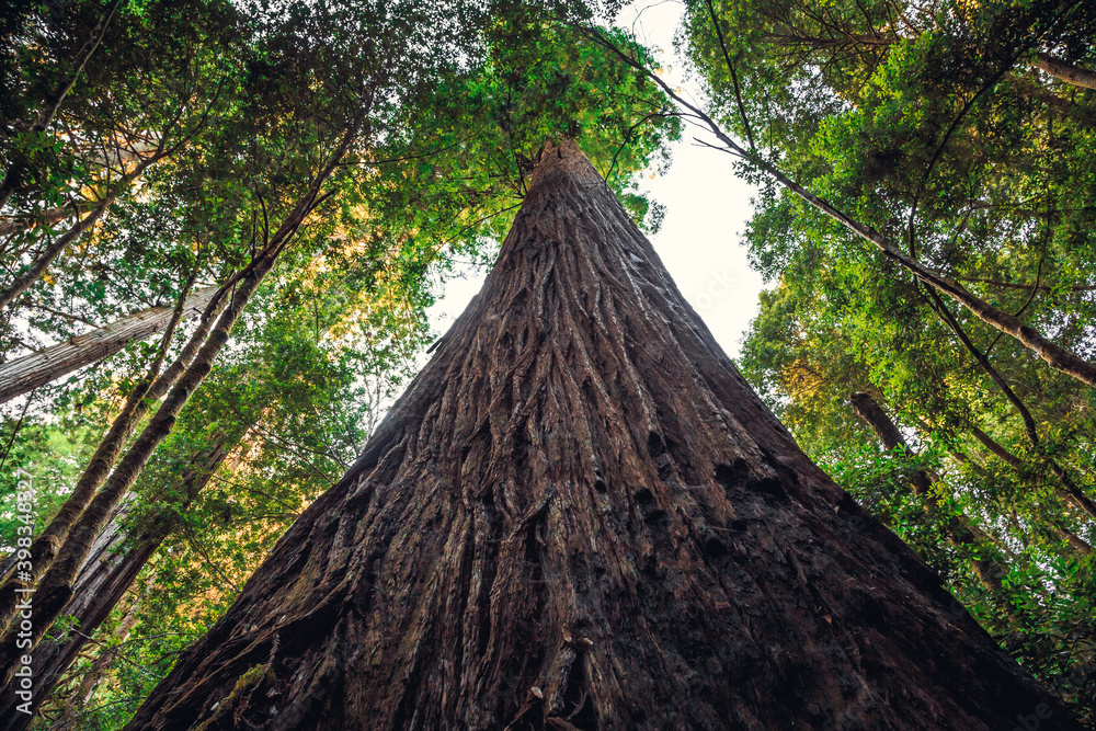 Foto de Hyperion Tree, the Tallest Tree in the World, Redwoods National ...