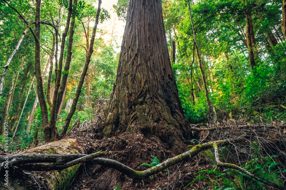 Hyperion Tree, the Tallest Tree in the World, Redwoods National and ...