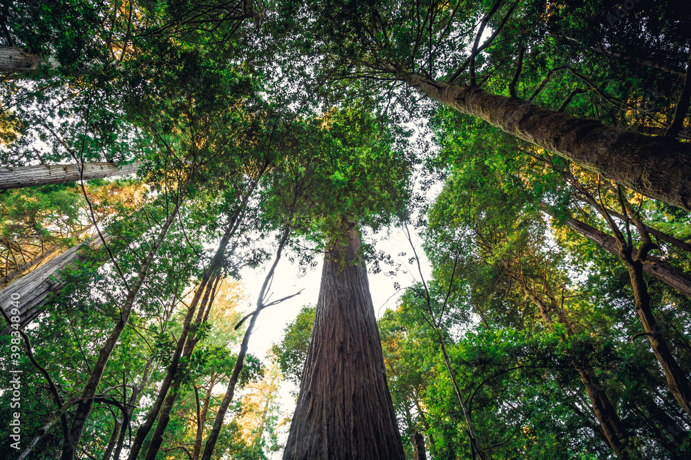 Poster Hyperion Tree, the Tallest Tree in the World, Redwoods National ...