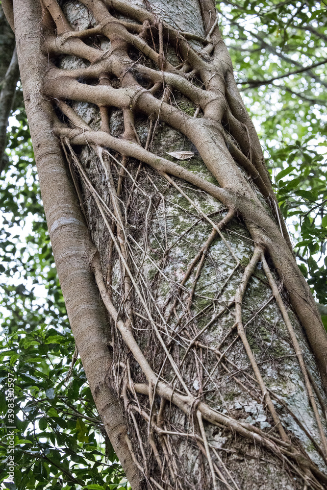 Strangler Fig growing around a tree in Queensland rainforest Stock ...