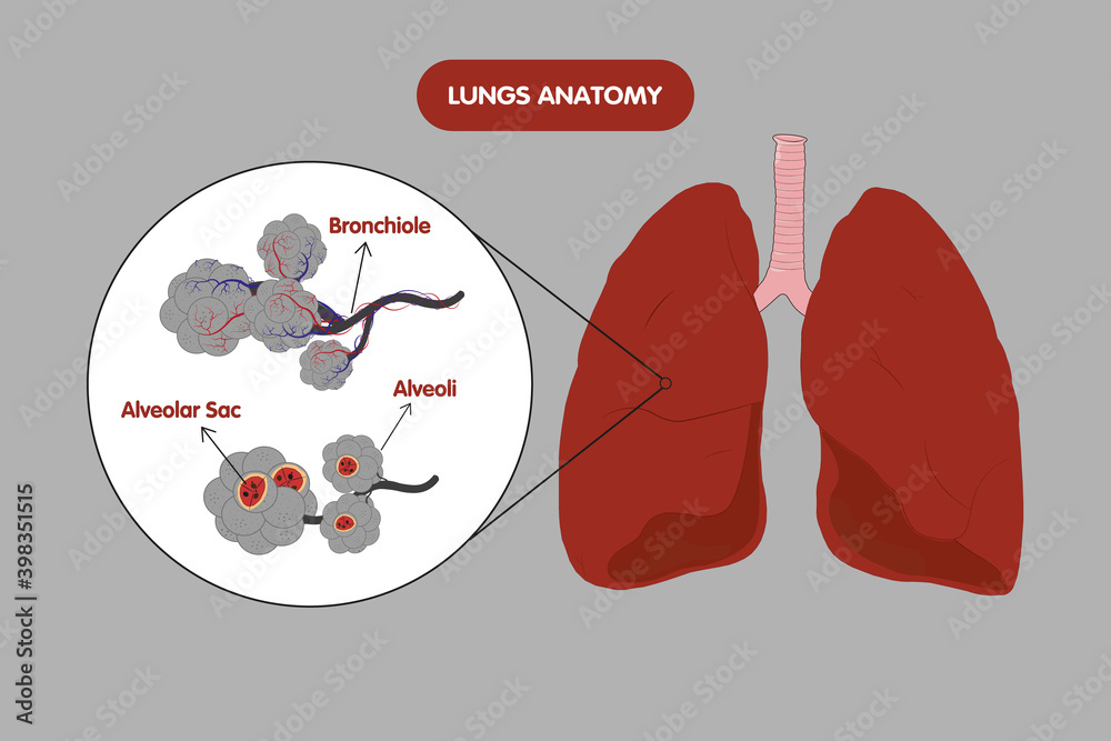 Lungs, alveoli anatomy. Vector illustration, medical. Stock Vector ...