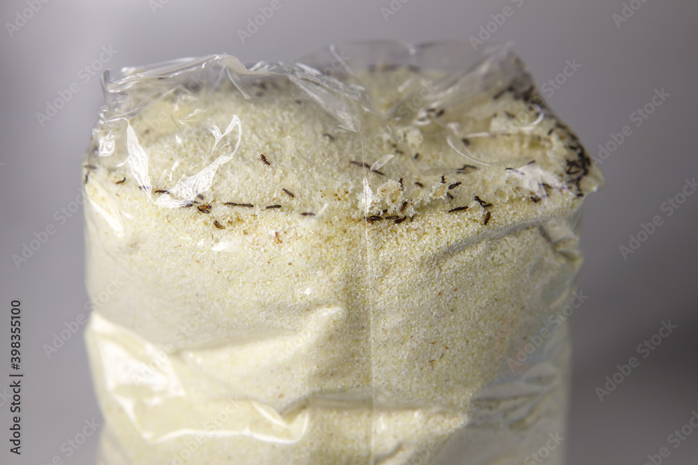 Flour beetle Tribolium confusum in a plastic bag with semolina. Small ...