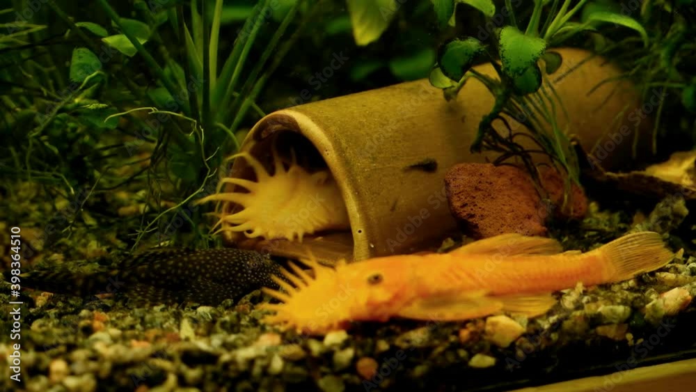 Ancistrus sp., orange bushynose catfish, cool looking, unusual ...