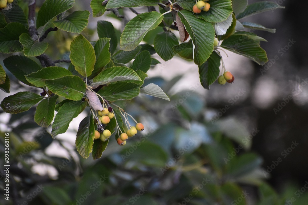 Foto de Branches with berries and green leaves of Sorbus alnifolia ...