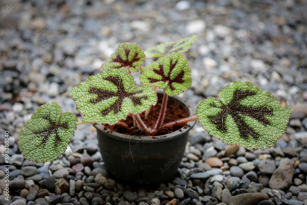 Iron Cross Begonia Plant