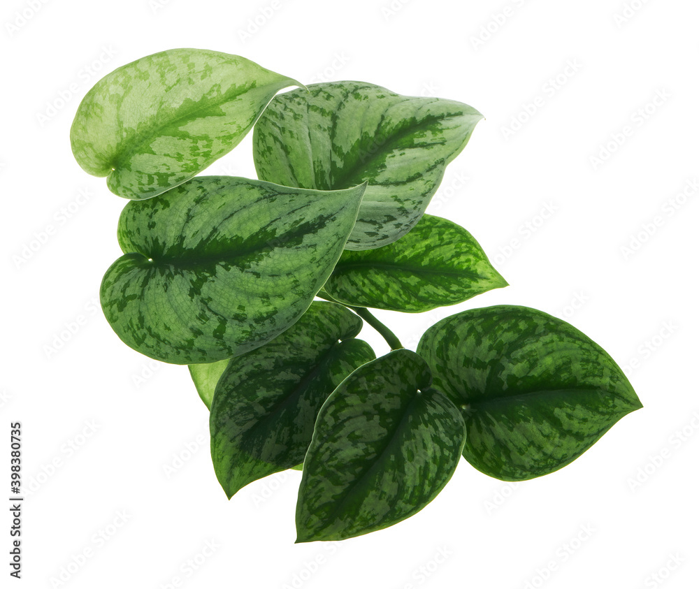 Scindapsus pictus leaves, Satin Pothos plant, Exotic foliage isolated ...