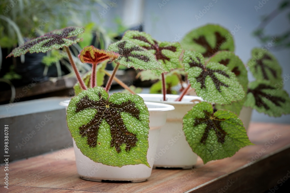Iron Cross Begonia Plant