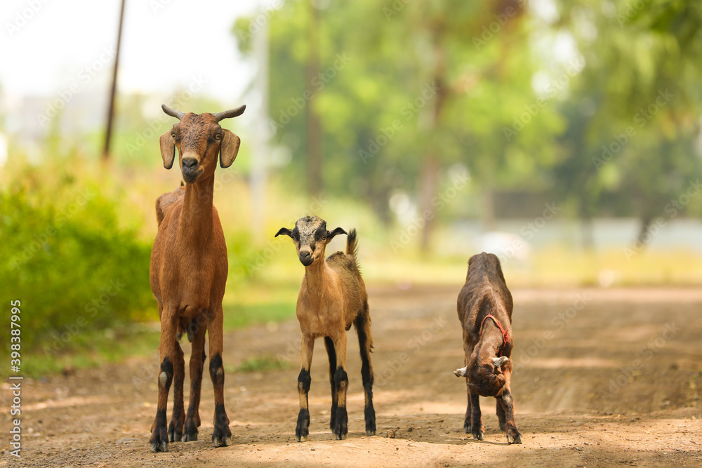 indian goat on street, rural india. Stock Photo | Adobe Stock