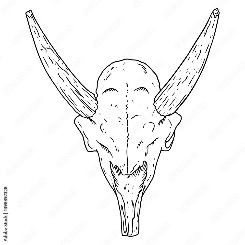 Saiga fossilized skull hand drawn sketch image. Horned antelope animal ...