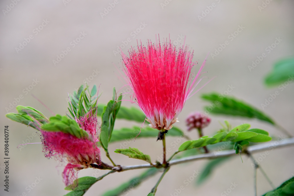 Mimosa pudica (from Latin: pudica "shy, bashful or shrinking"; also ...