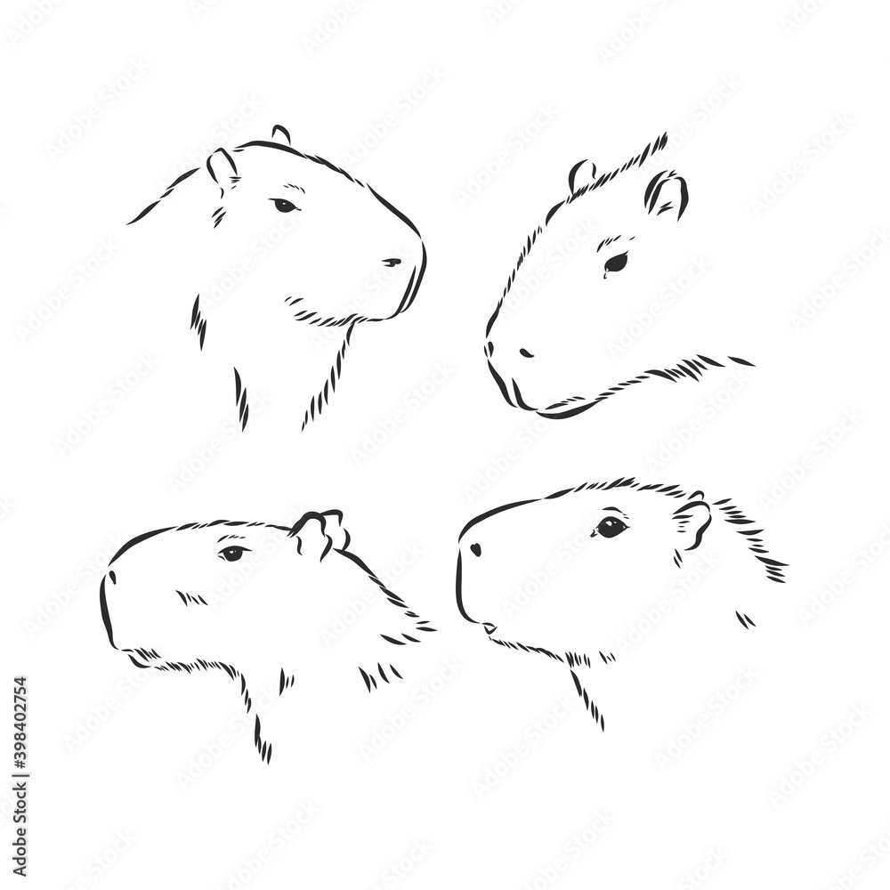 Capybara And Birds On White Background Abstract Illustration Capybara 