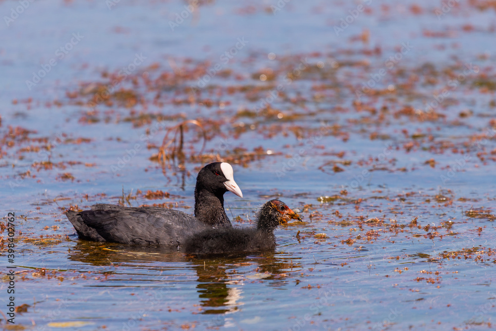 Eurasian coot chicks. The Eurasian coot or Fulica atra, also known as ...