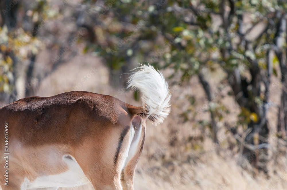 Black-faced impala ram showing its tail in northern Namibia Stock Photo ...