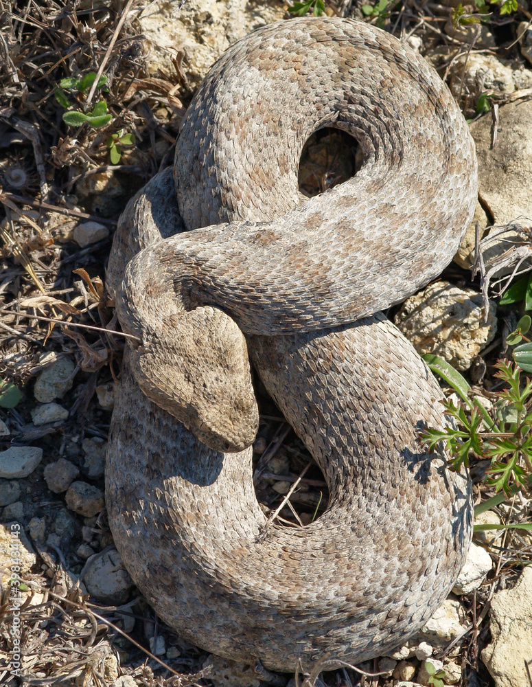 Milos viper, Cyclades blunt-nosed viper, Macrovipera schweizeri Photos ...
