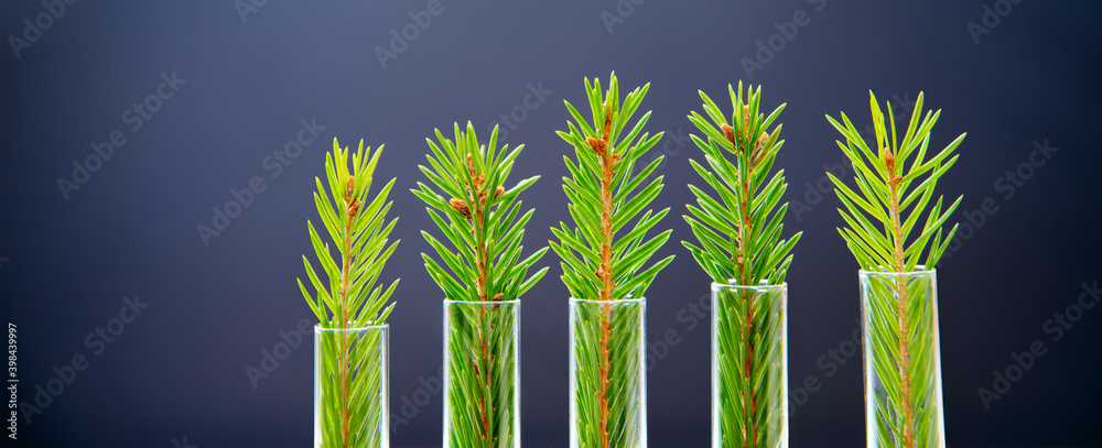 Preserving trees on the planet, growing trees after deforestation ...