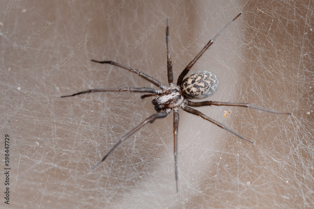 common, spider Liocranum rupicola,species of spider in the Liocranidae ...