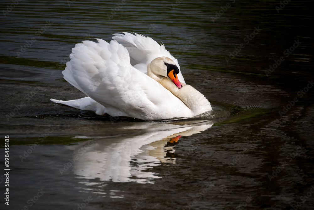 Angry swan with spread wings on lake, symmetrically reflected in dark ...