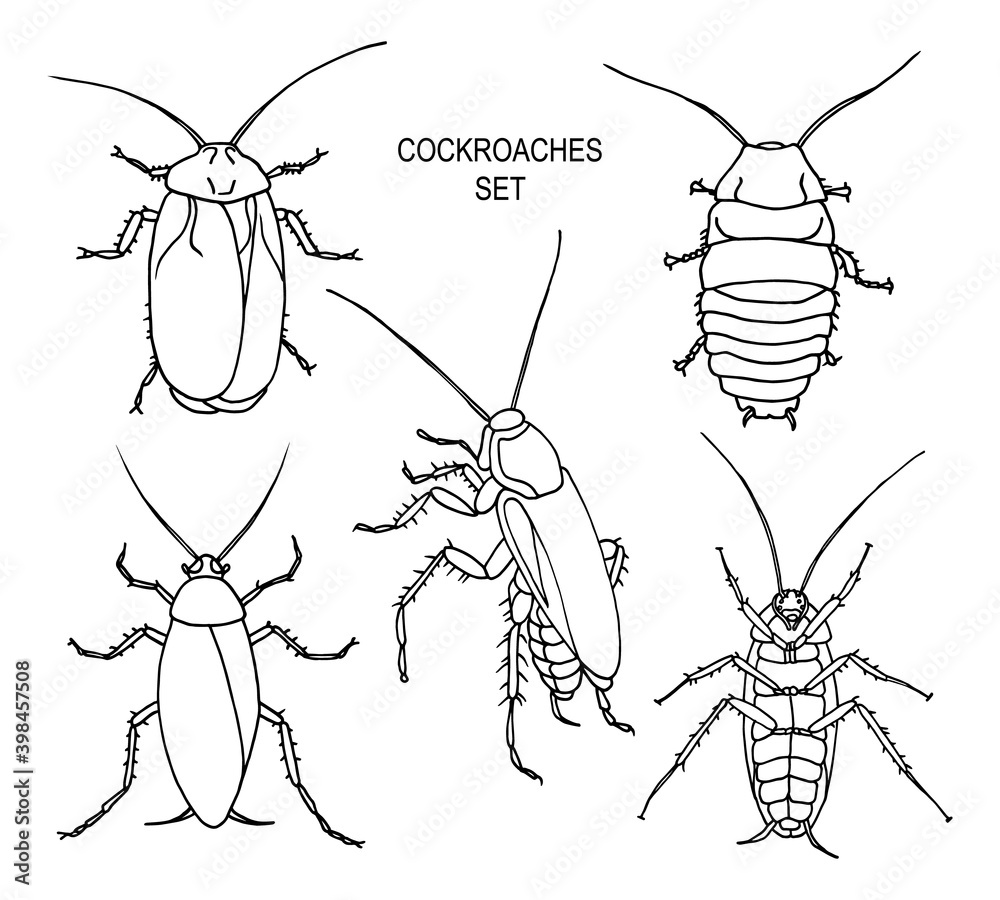 Set of cockroaches pest, contour vector illustration of a cockroach ...