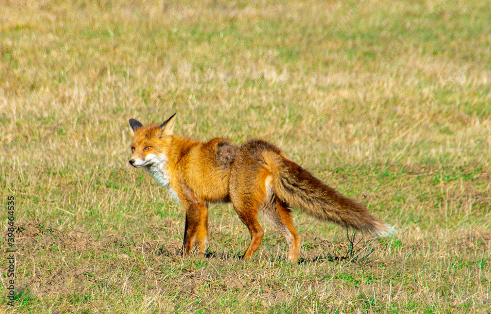 a fox with a skin disease ( scabies ) Stock Photo | Adobe Stock