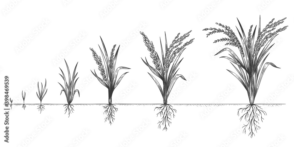 Rice growth. Plant crop growing cycle. Sketch life stages of farm ...