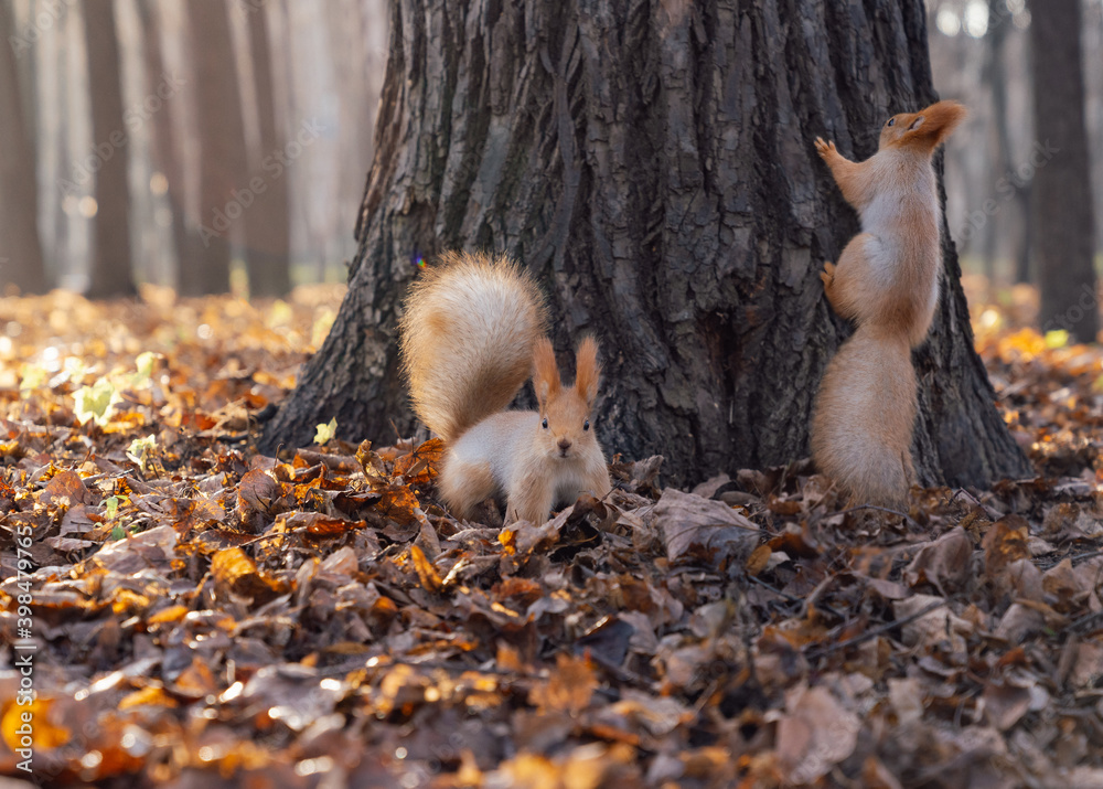 Two cute red squirrels play in the autumn park. Furry red squirrels in ...