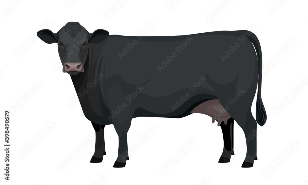 Farm animal - Cow. Aberdeen Angus - The Best Beef Cattle Breeds. Vector ...