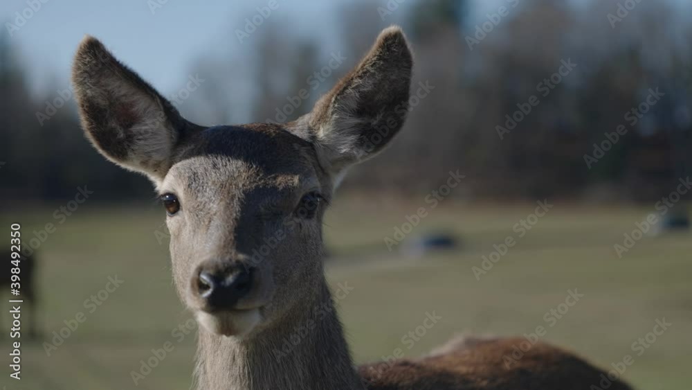 Curious Female Red Deer Walking Towards Camera - Parc Omega - Safari ...
