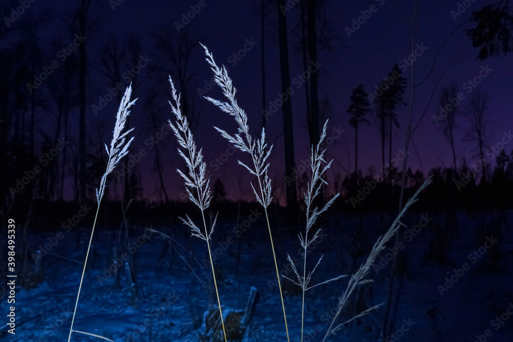 Pampas grass silhouette in the snow at night in the forest Stock Photo ...