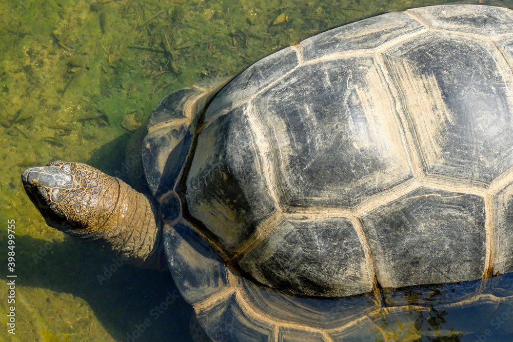 Giant Galapagos turtle in the water close-up top view. Wildlife. Rare ...