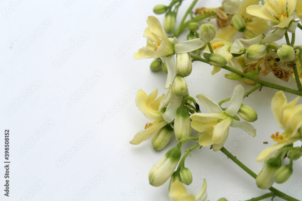 Moringa flower on white background. Moringa oleifera can use for herb ...