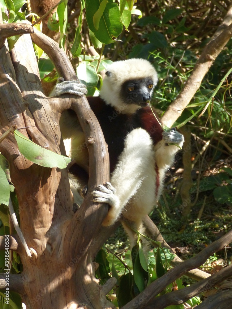Sifaka lemur sits on eucalyptus tree and chews twig in Madagascar ...