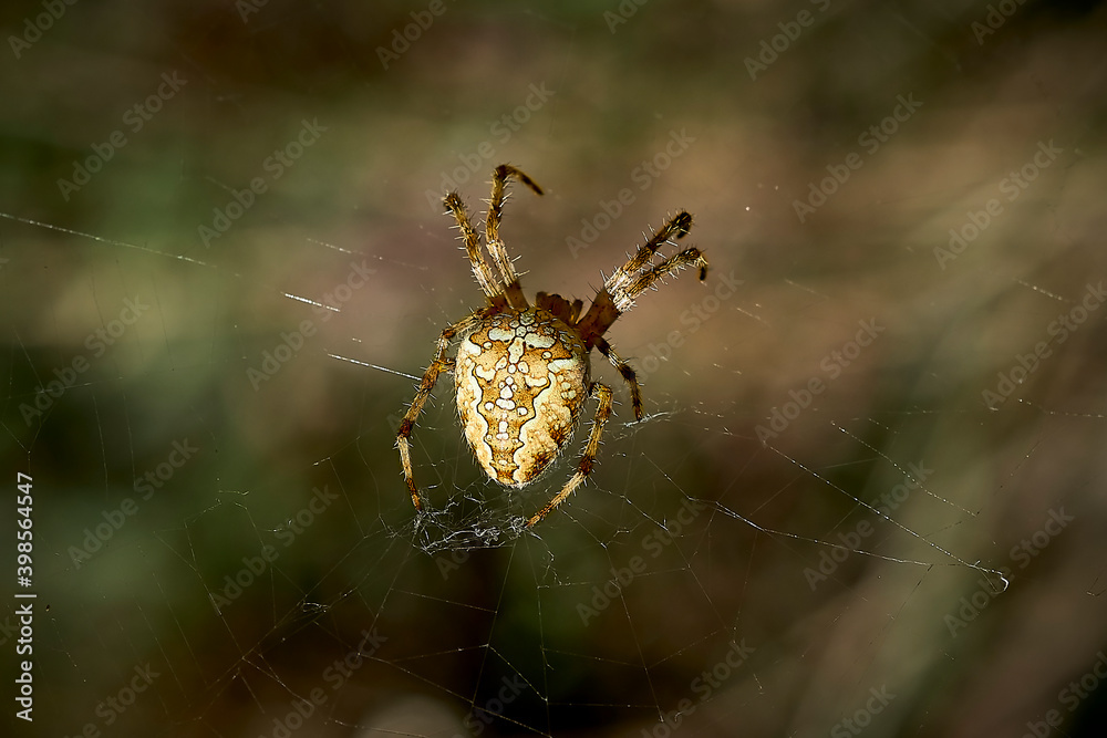 spider, cobweb, insect, macro, nature, arachnid, animal, web, garden ...