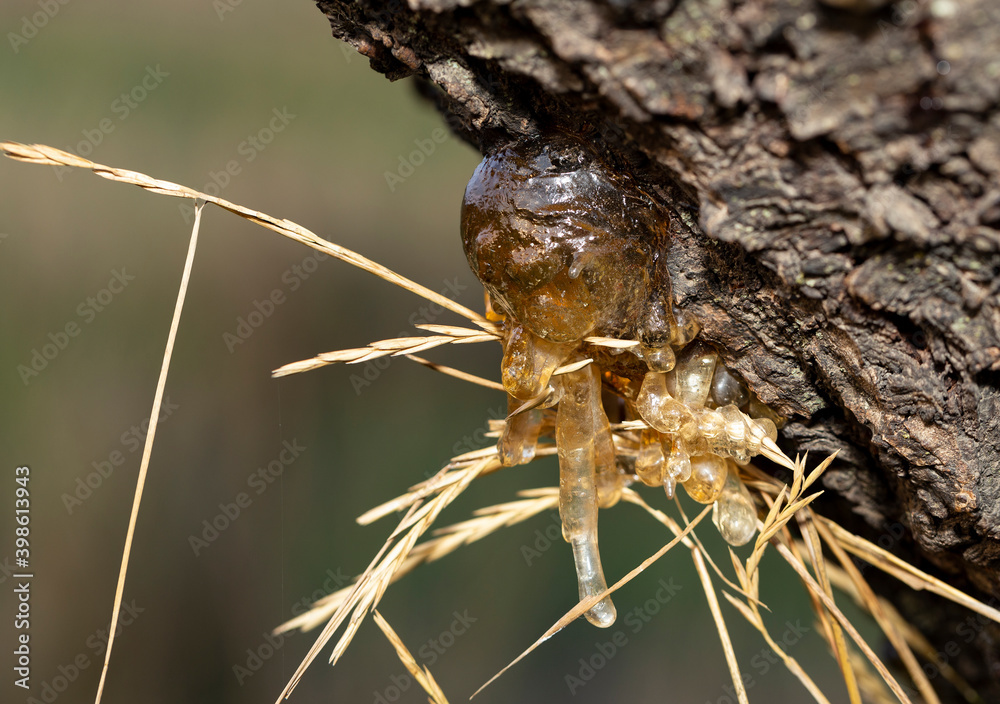 Formation of resin from the juice of a cherry tree.The tree was ...