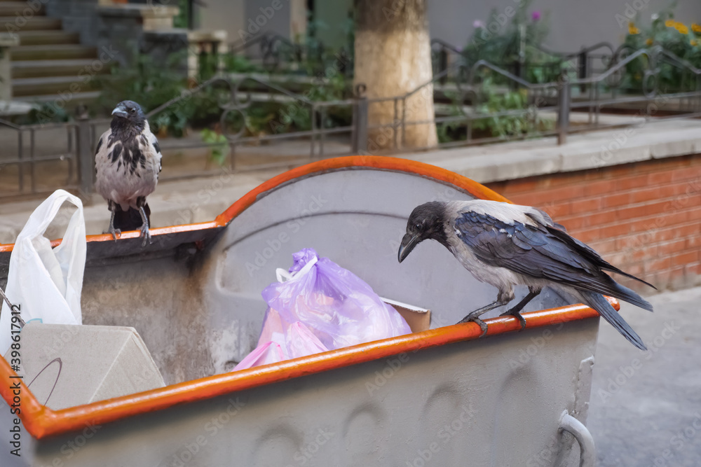 Raven and City. Bird on Garbage. Waste is Food for Animals. Crows on ...