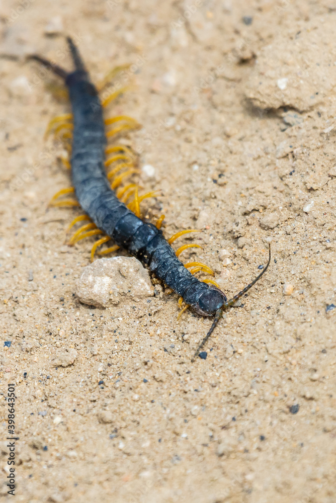 Common Desert Centipede or Scolopendra Polymorpha Stock Photo | Adobe Stock