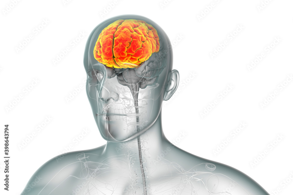 Human brain with highlighted frontal lobe, 3D illustration Stock ...