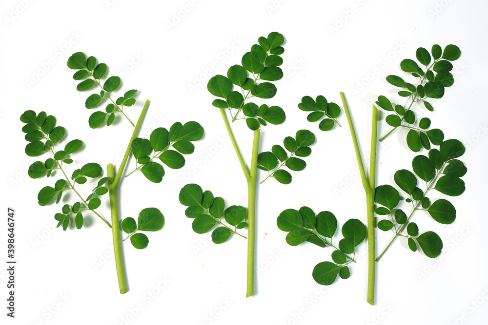 Moringa oleifera (daun kelor) isolated on white background Stock Photo ...