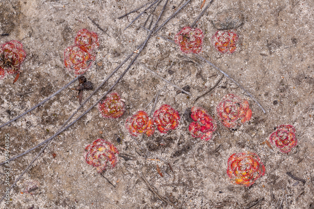 red rosettes of the carnicorous plant Drosera zonaria west of Hopetoun ...