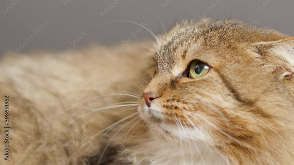 angry hissing Siberian cat on gray studio background, animal emotions ...