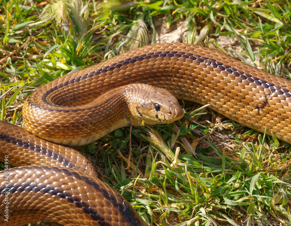 ladder snake, zameinis scalaris Stock Photo | Adobe Stock