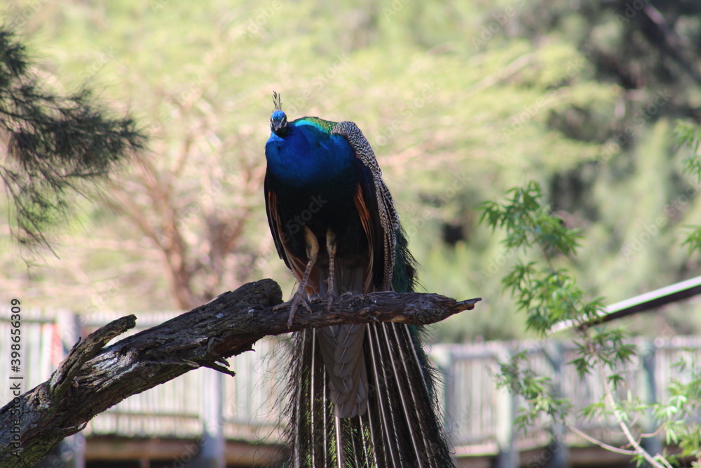Photos Taken in Pretoria Zoo, South Africa. Stock Photo | Adobe Stock