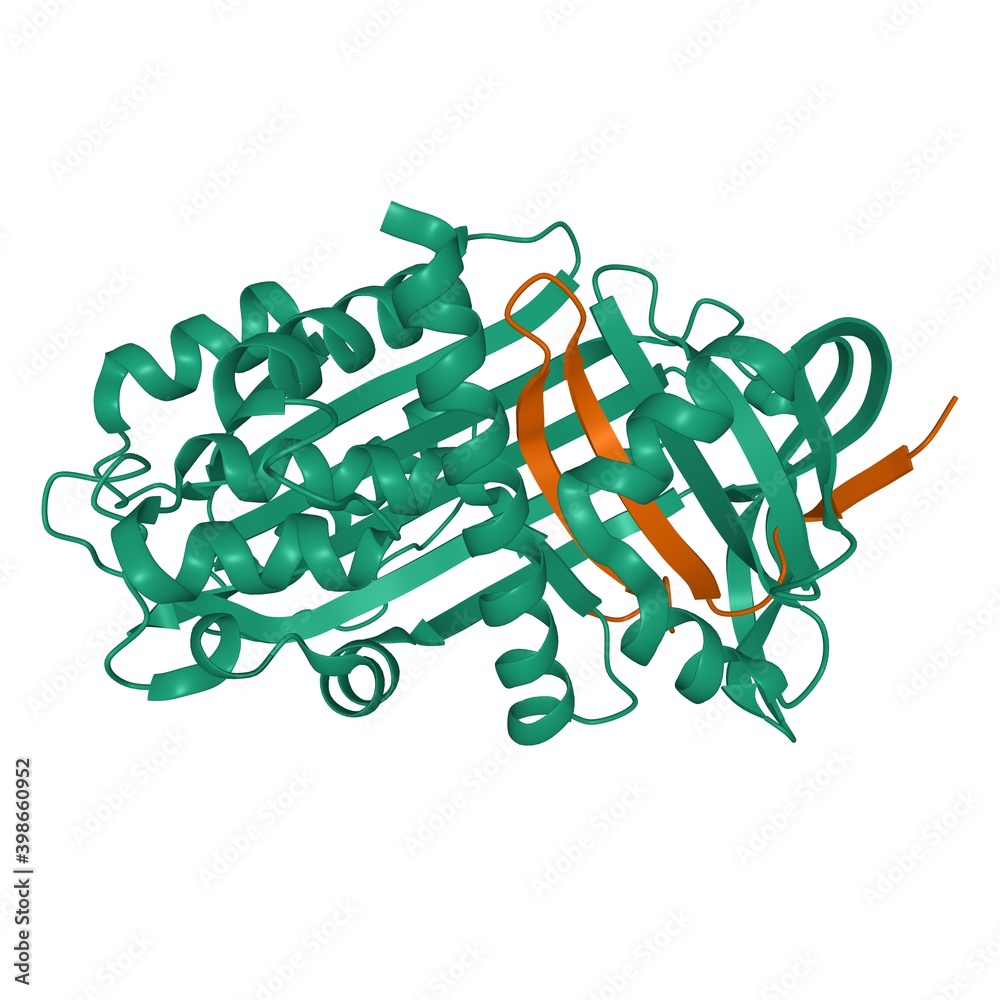 Crystal structure of thyroxine-binding globulin heterodimer, chains A ...
