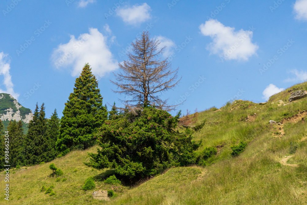 Massive pine tree, half dried, half green, in Bucegi national park ...