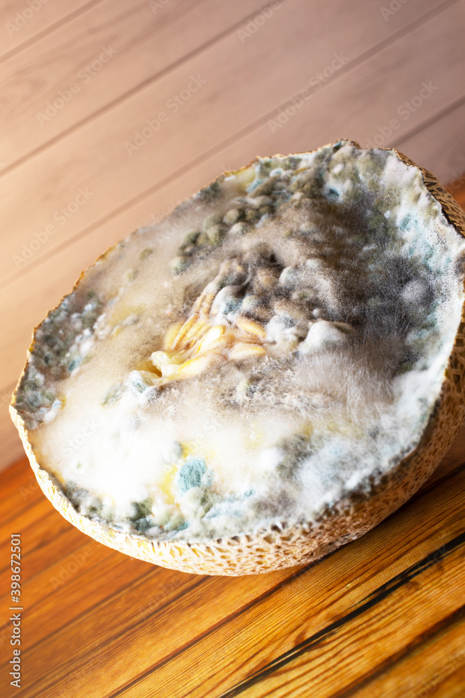 Blue and black mold on melon. Spoiled food. Poisonous fruit. Stock ...