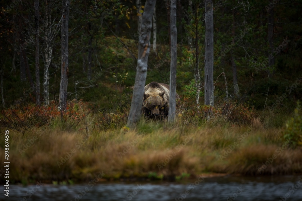 Foto de Ursus arctos. The brown bear is the largest predator in Europe ...