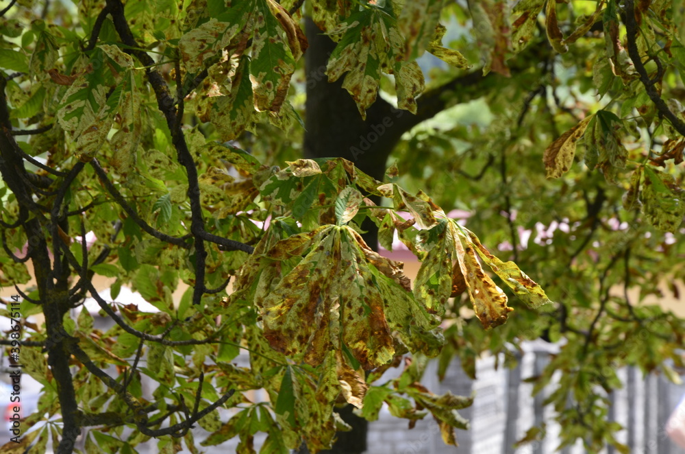 Leaves of the chestnut tree, infested by the chestnut mining moth Stock ...