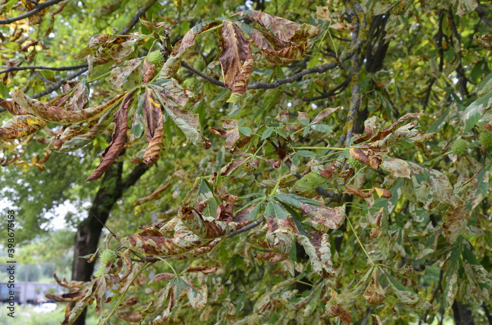 Leaves of the chestnut tree, infested by the chestnut mining moth Stock ...
