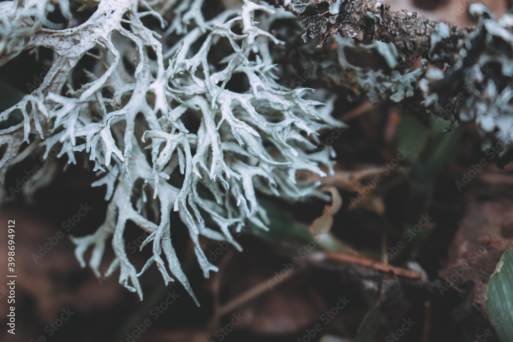 Evernia prunastri, also known as oakmoss, is a species of lichen Stock ...