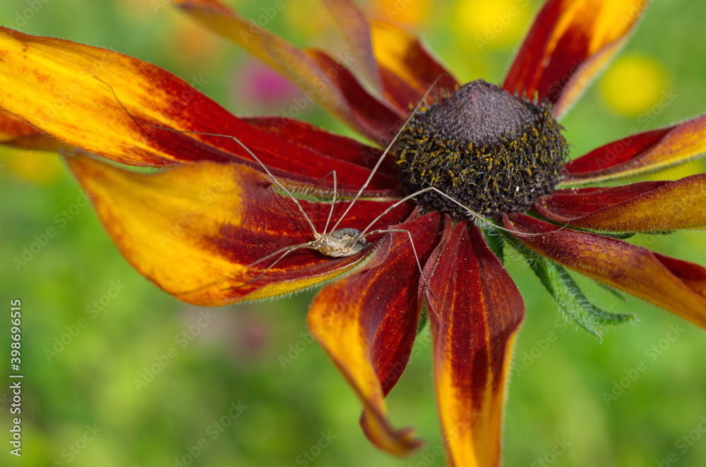 Haymaker spider (lat. Opiliones) on flower of rudbeckia close-up. The ...