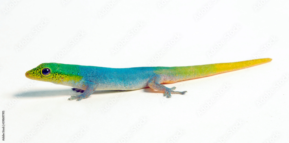 Cameroon dwarf gecko // Conrau`s Zwerggecko (Lygodactylus conraui ...